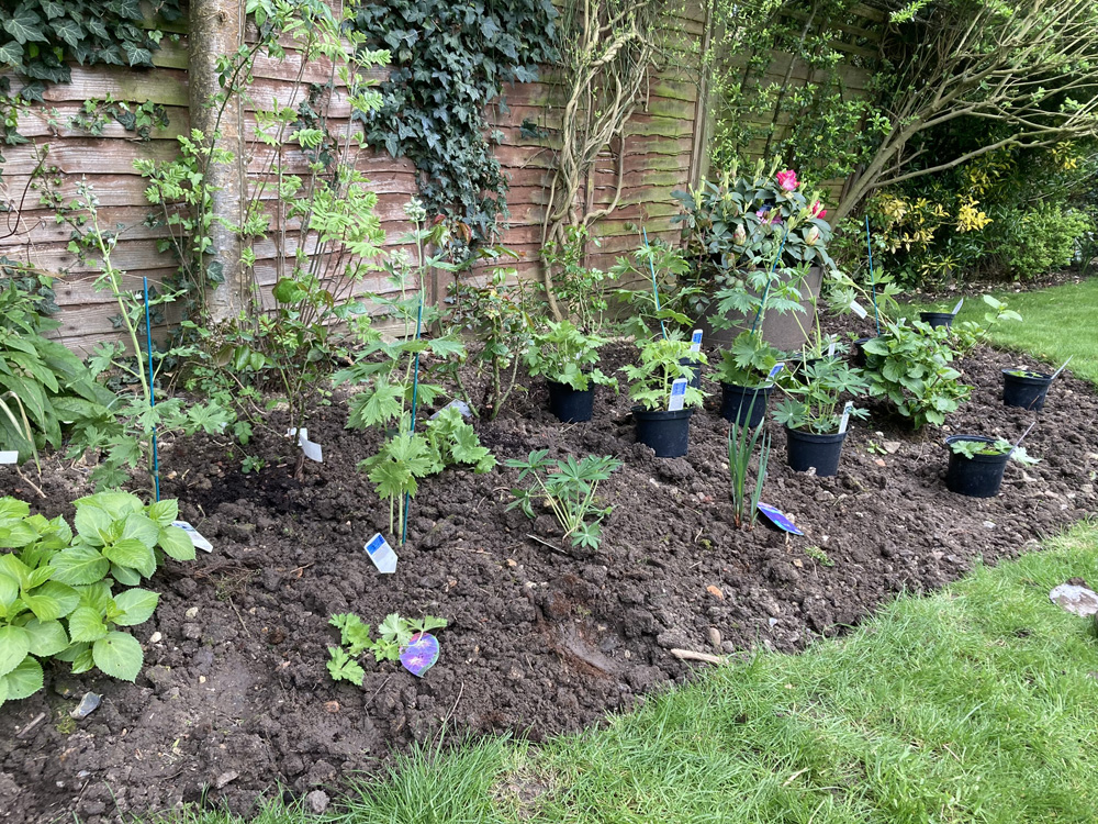 Pop-up Planting - Howson Gardening